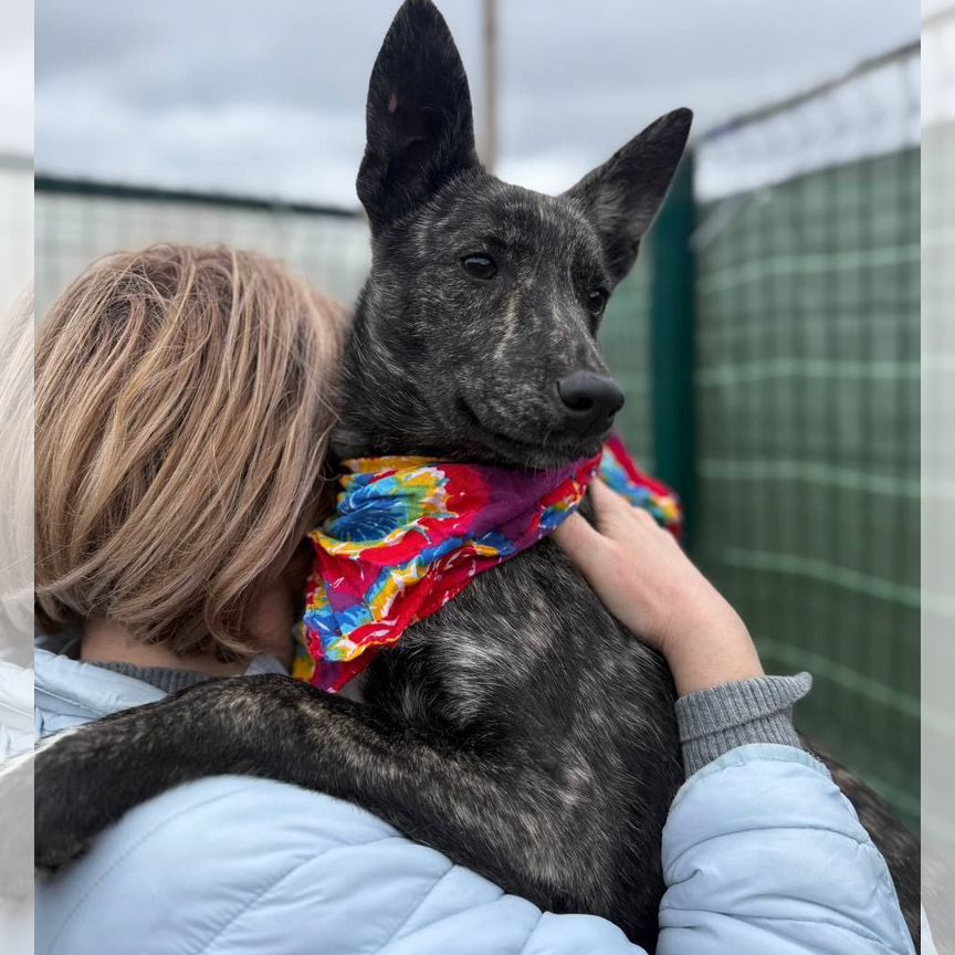 Взрослая собака в добрые руки