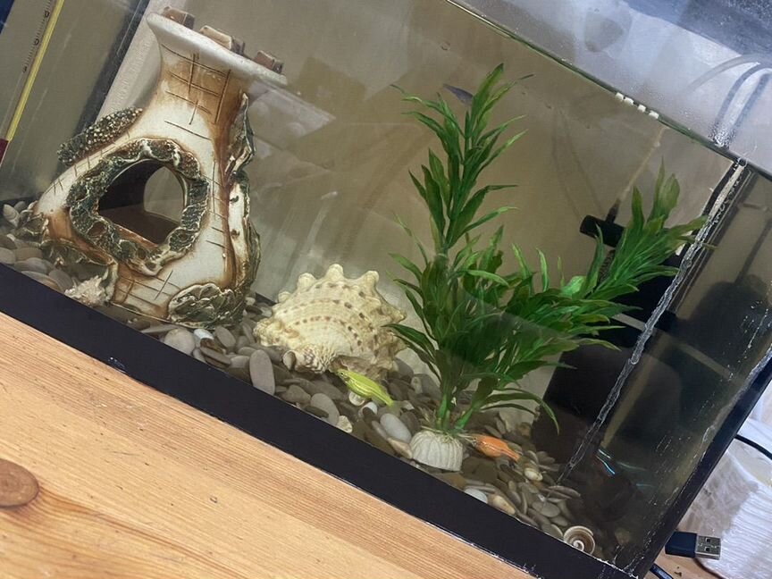 Аквариум с рыбками