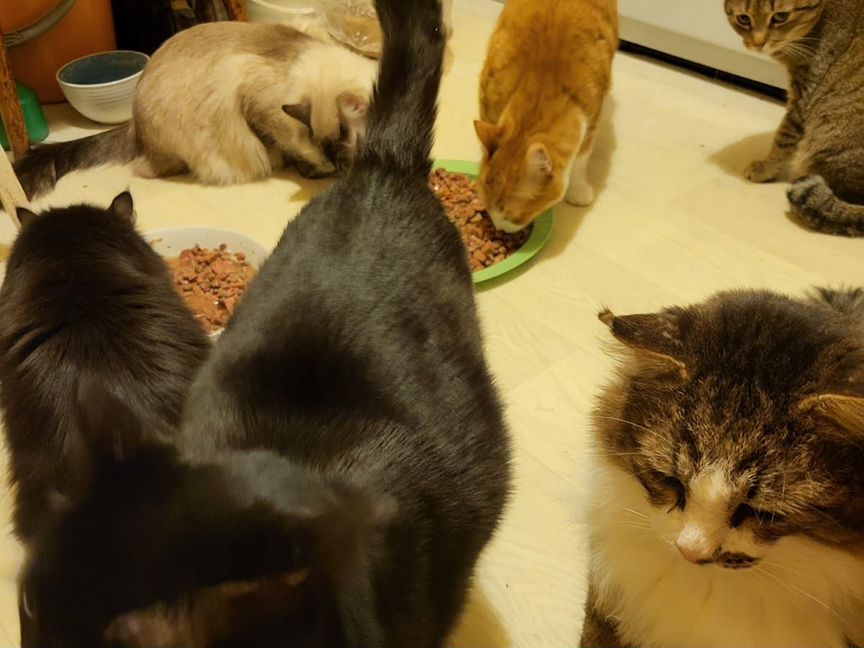 Помогите котикам из приюта