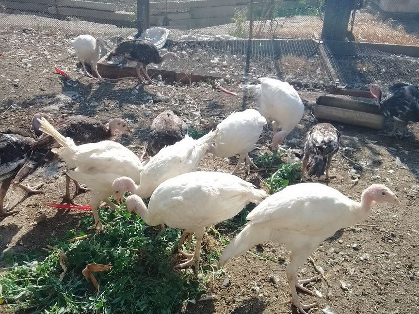 Индюшата подрощенные