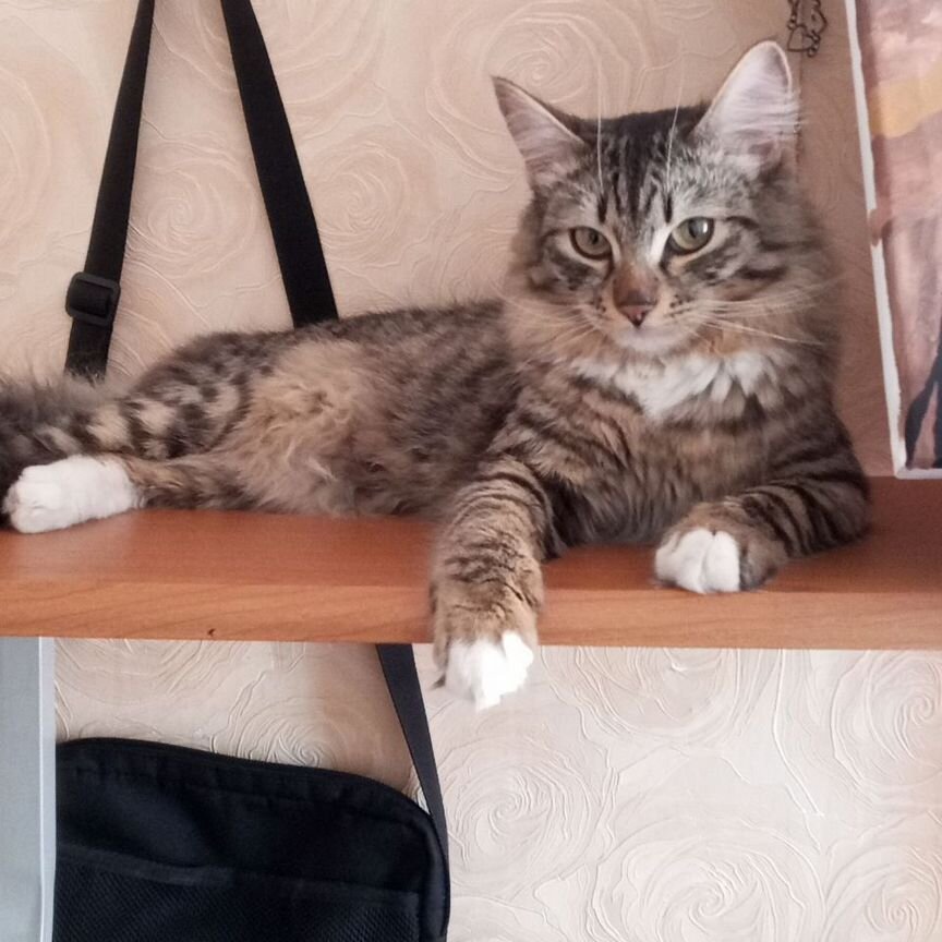 Котик в добрые руки