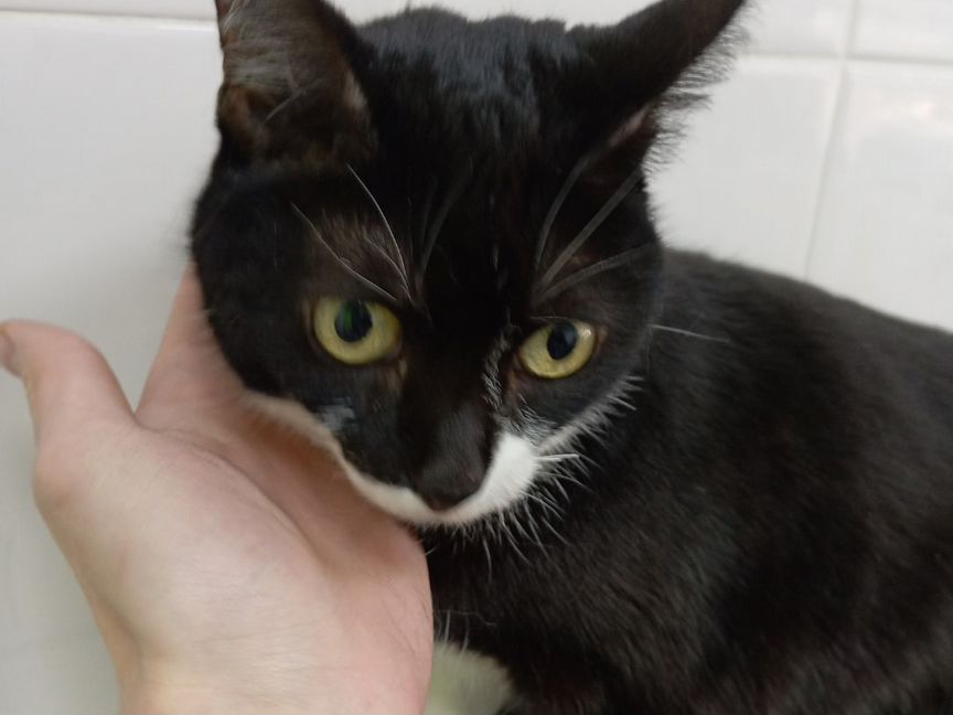 Кошка в дар