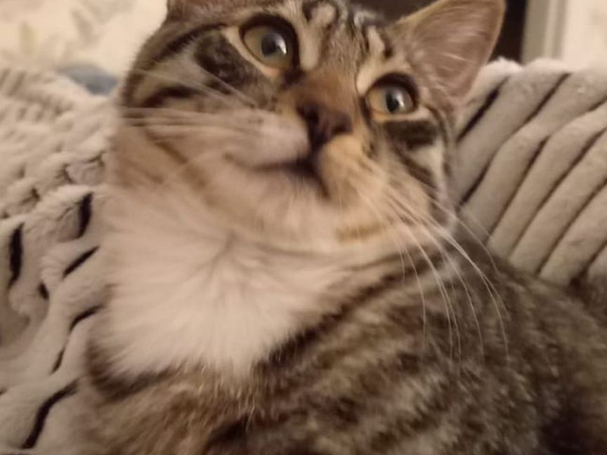 Котенок Лиза в добрые руки