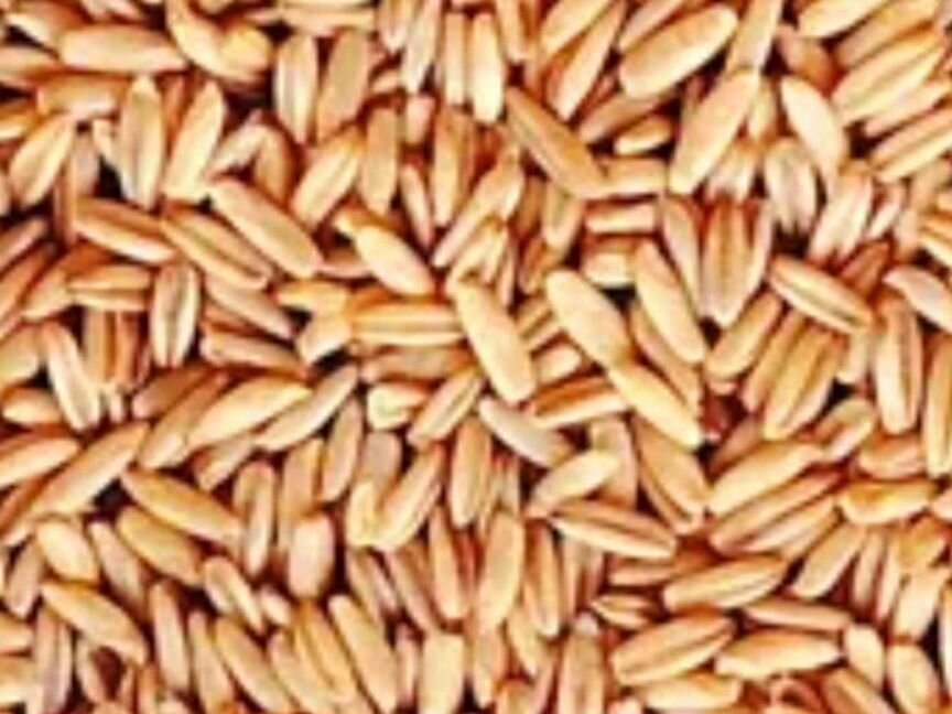 Овес голозерный