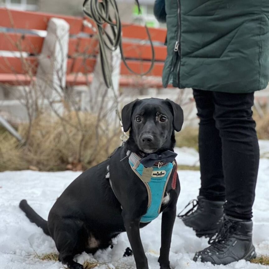 Молодой пес в добрые руки