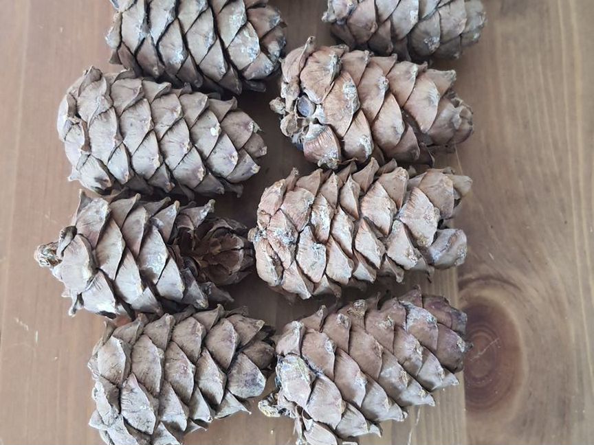 Шишка кедровая для птиц, хомяков