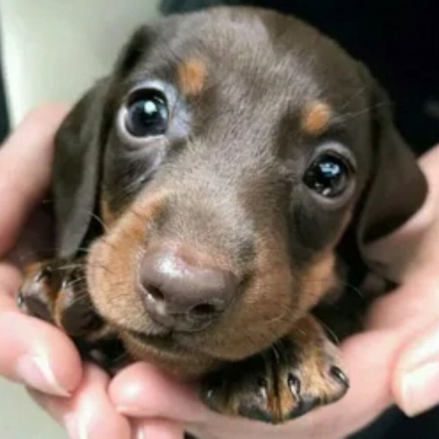 Карликовая такса, щенок