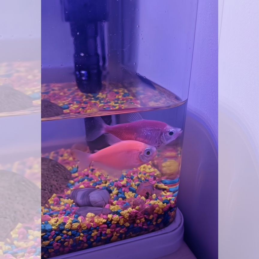 Отдам рыбки