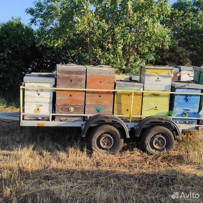 Продам пасеку