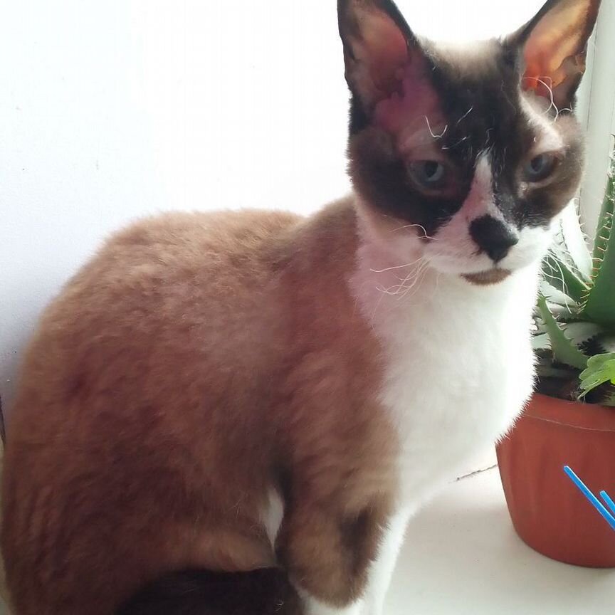 Донской сфинкс кошка
