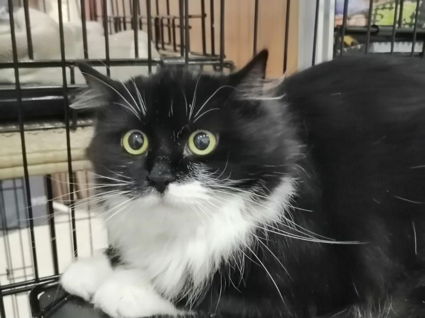 Кошечка