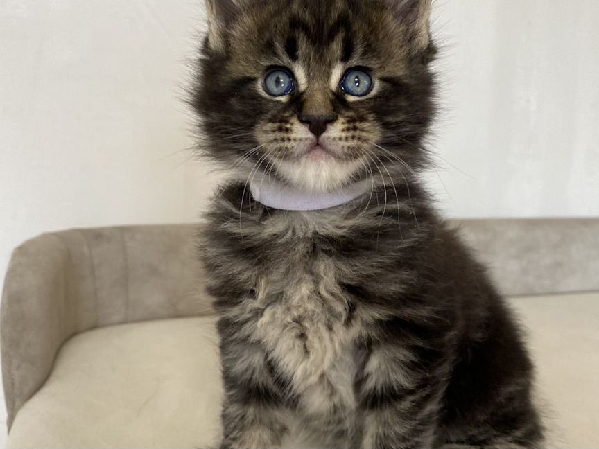 Мейн-кун котята