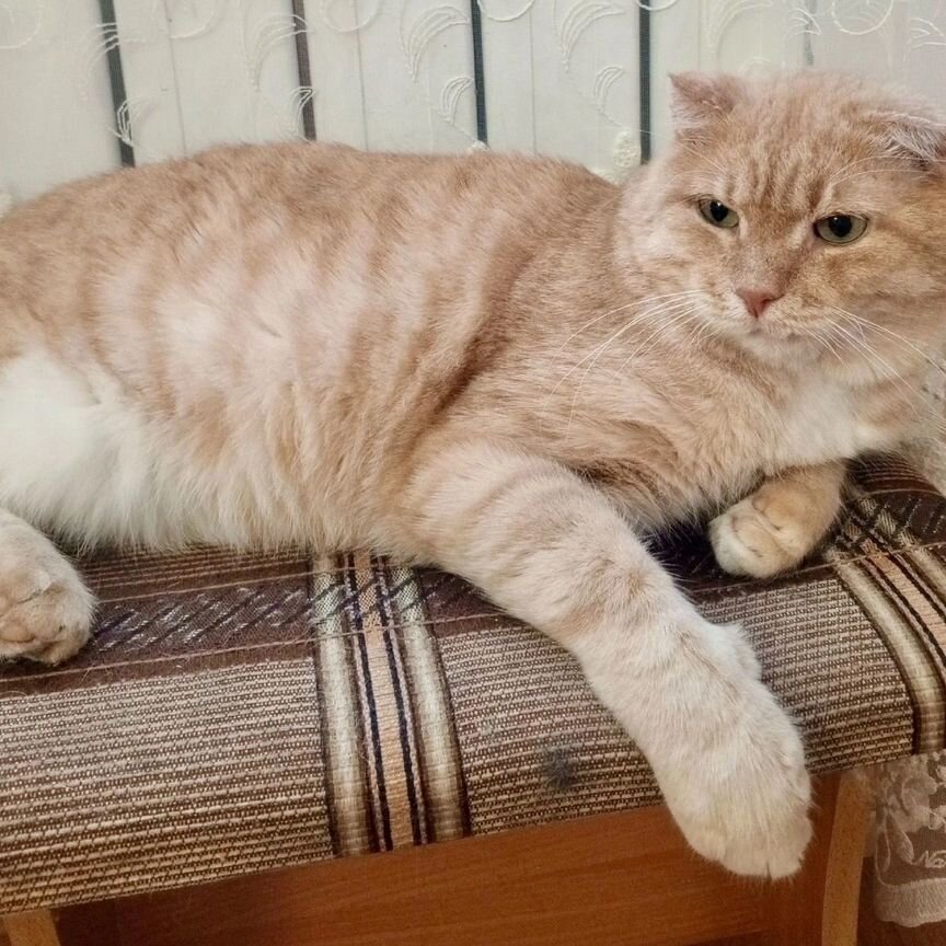 Нежный и ласковый кот