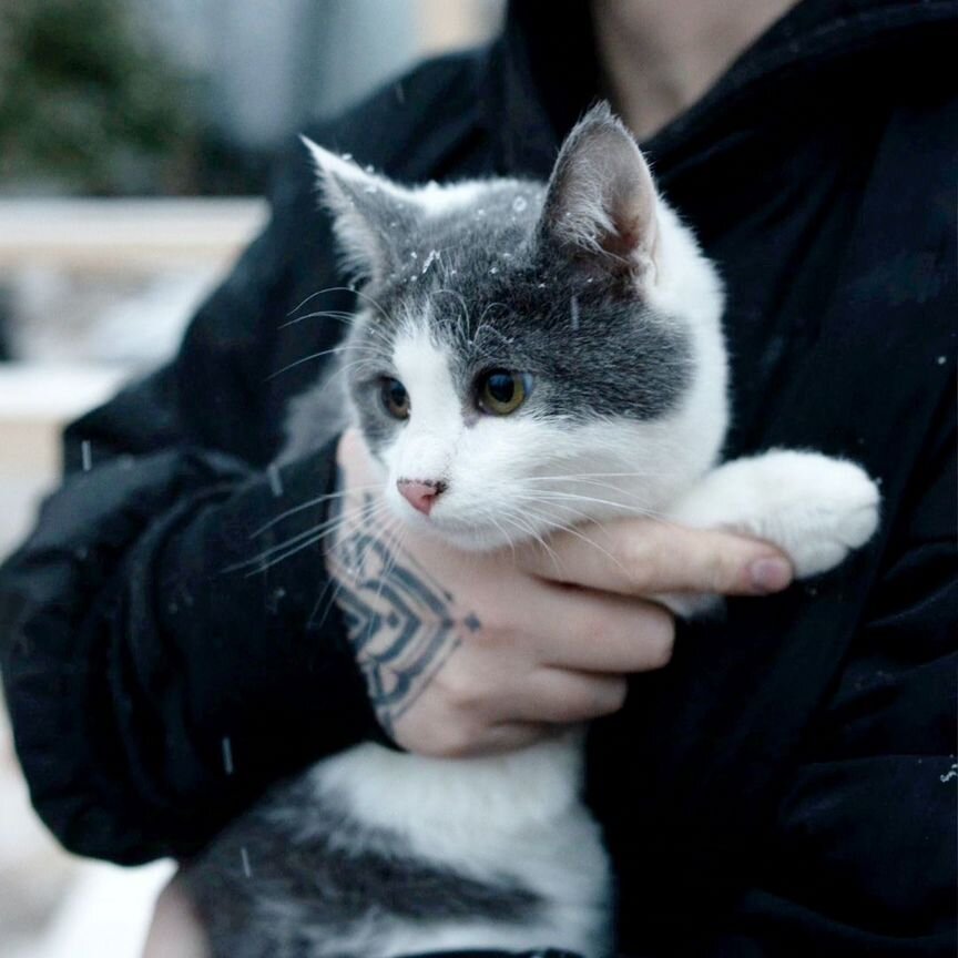 Красивый котик из приюта,в добрые руки