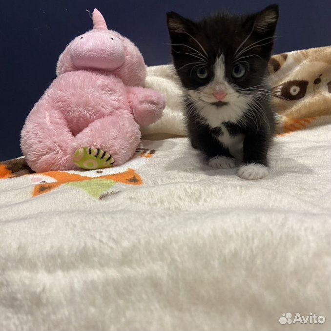 Котенок размером с ладошку