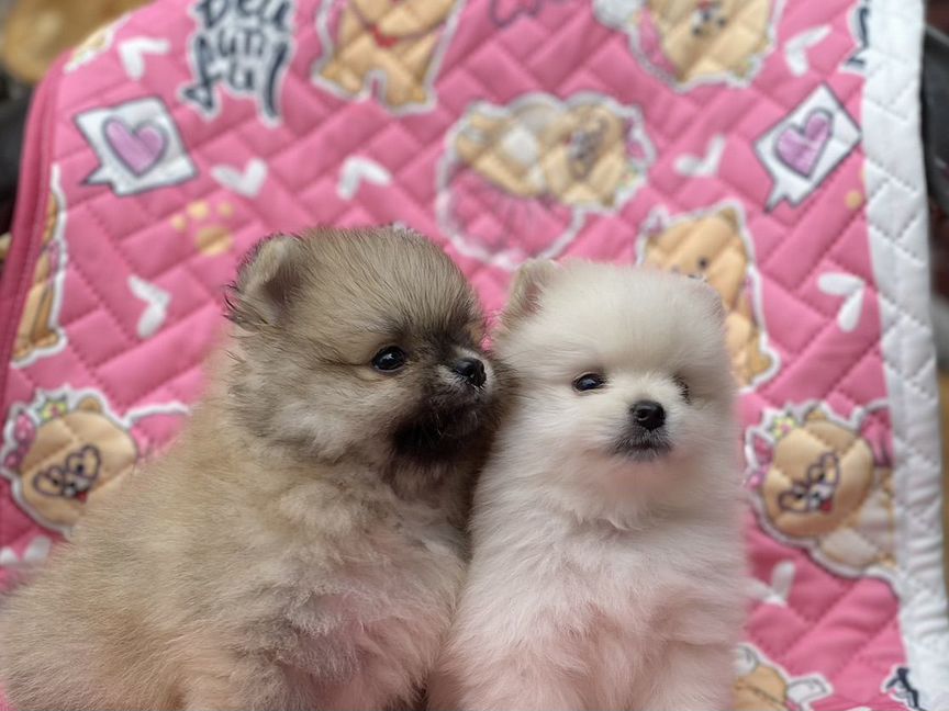 Померанский шпиц РКФ мальчики