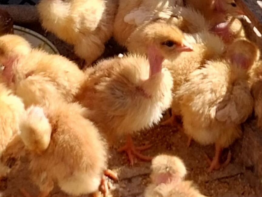Цыплята голошейки