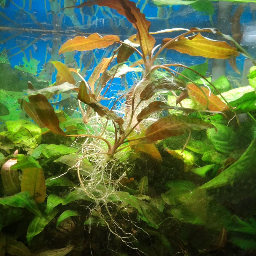 Криптокарина