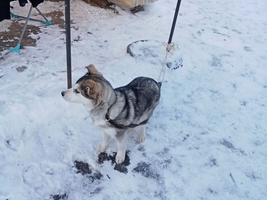 Хаски щенок