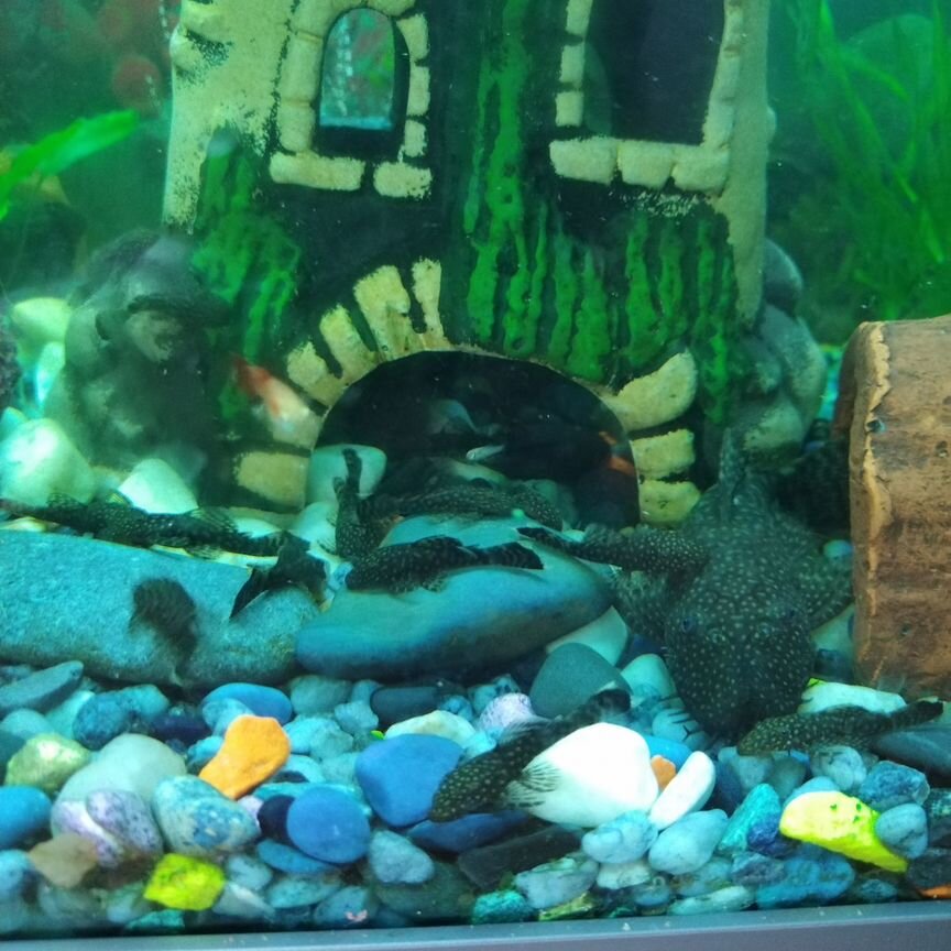 Отдам мальков анцитрусов бесплатно