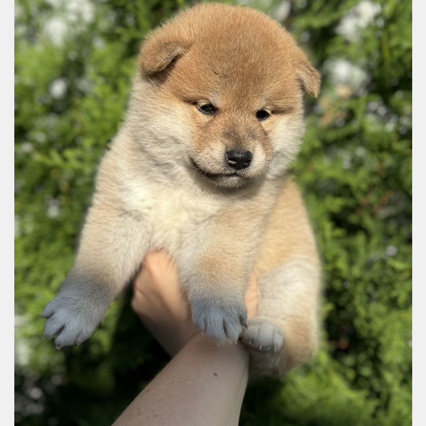 Породная девочка сиба