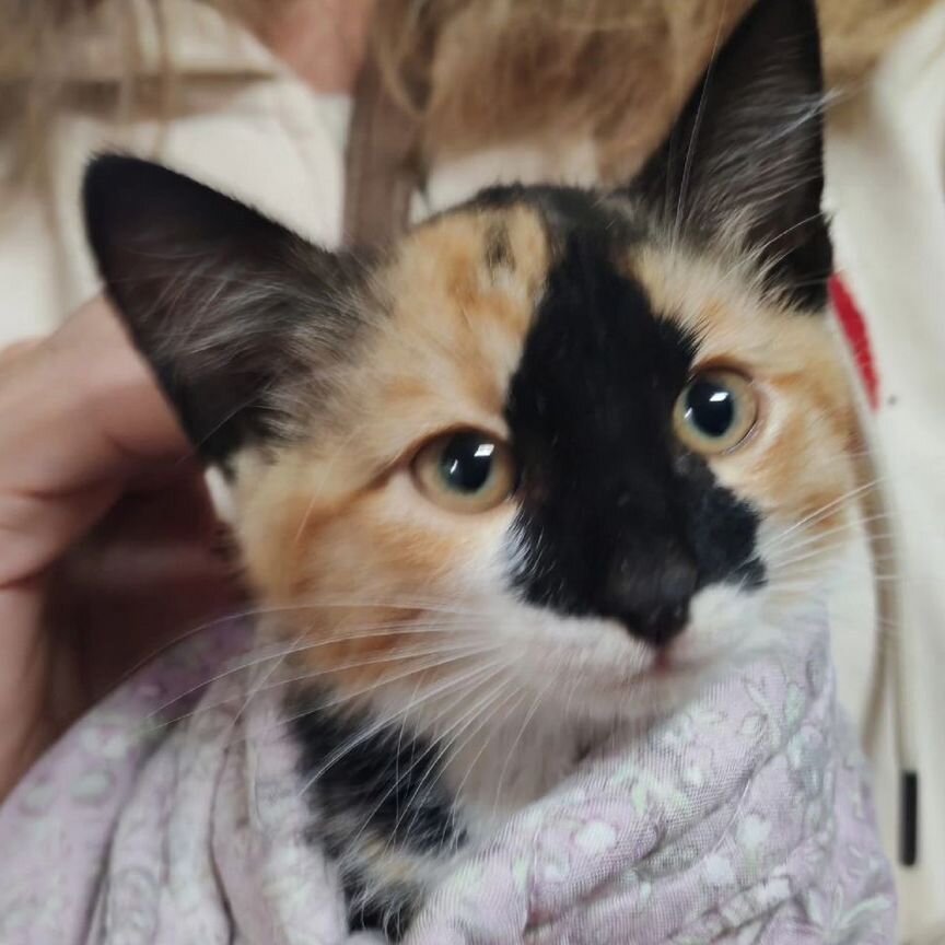 Котята в добрые руки бесплатно