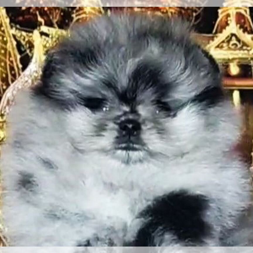 Жемчужина коллекции, померанский шпиц