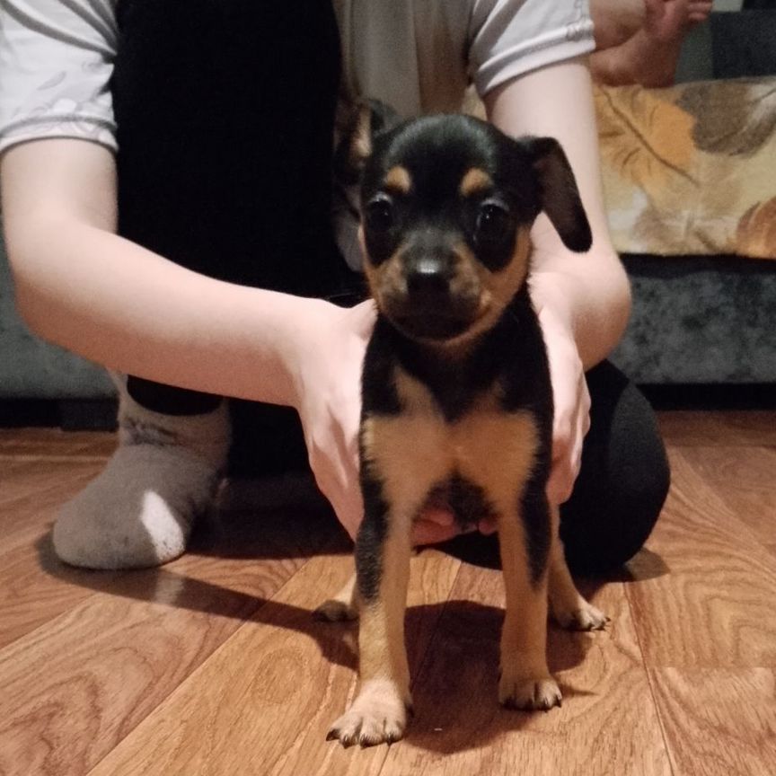 Русский той-терьер, щенок