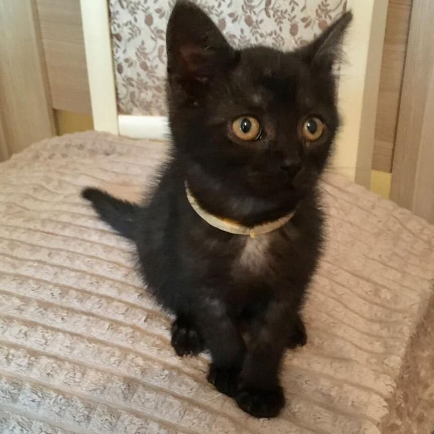 Котенок в добрые руки/окрас черный дым