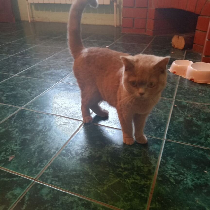 Котята в хорош