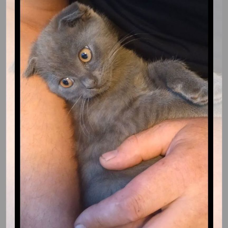 Котики бесплатно в добрые руки