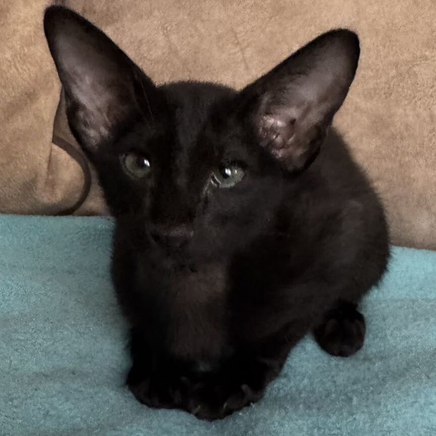 Ориентальный котёнок