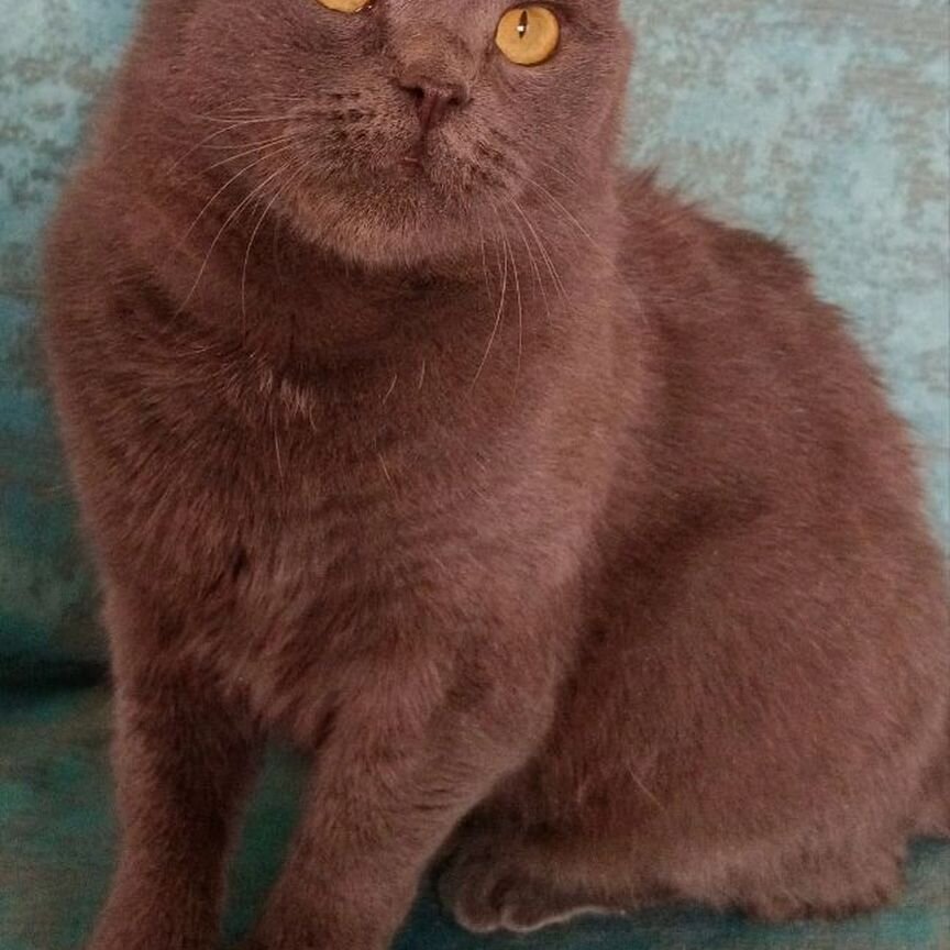 Котик в добрые руки