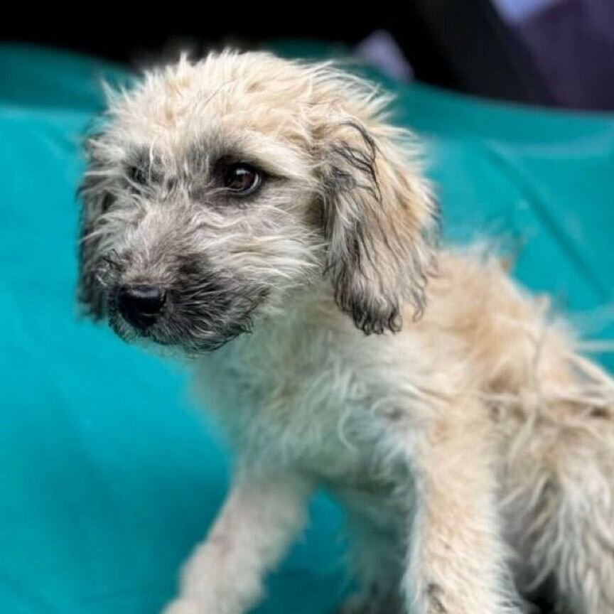 Щенок в добрые руки