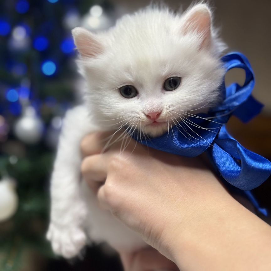 Сибирский котёнок