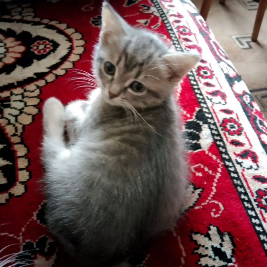 Шотландская кошка бесплатно