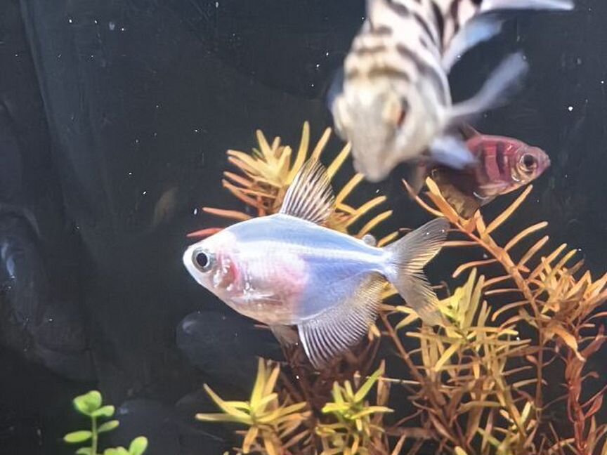 Аквариумные рыбки