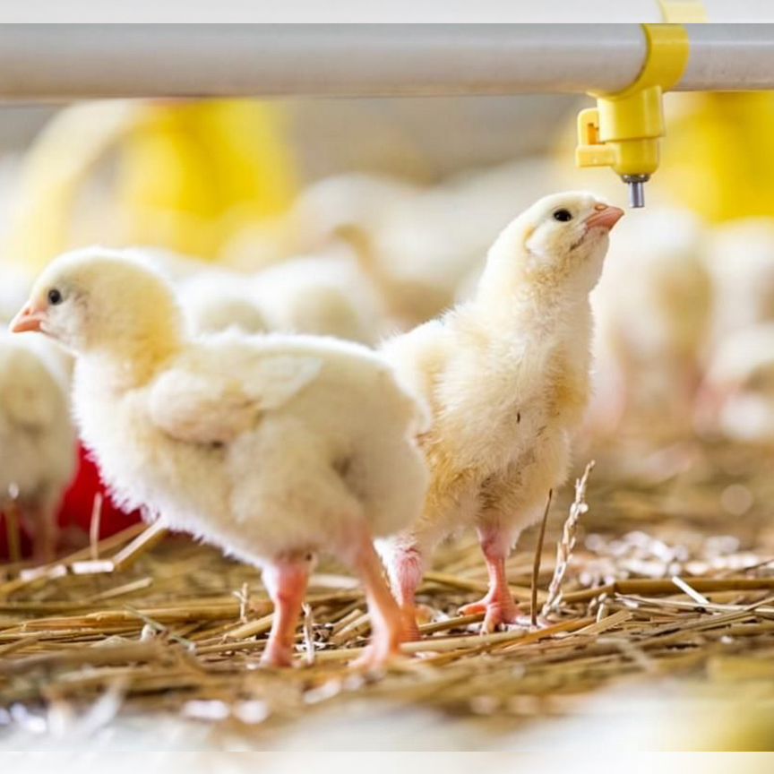 Птица живая оптом от 100шт