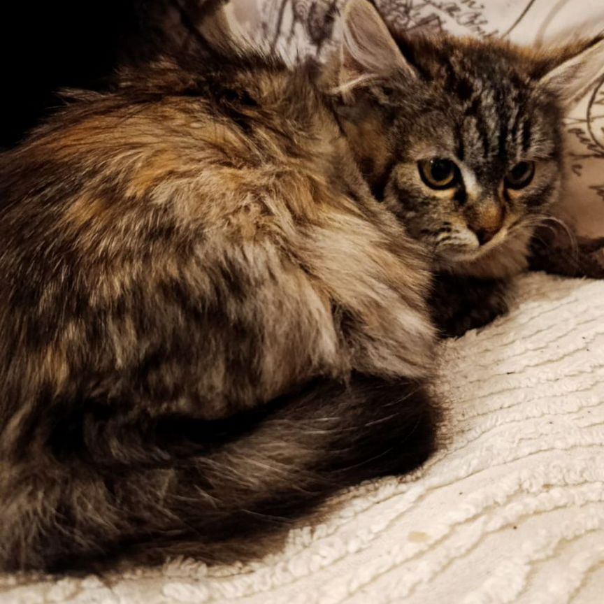 Бомбейский котёнок