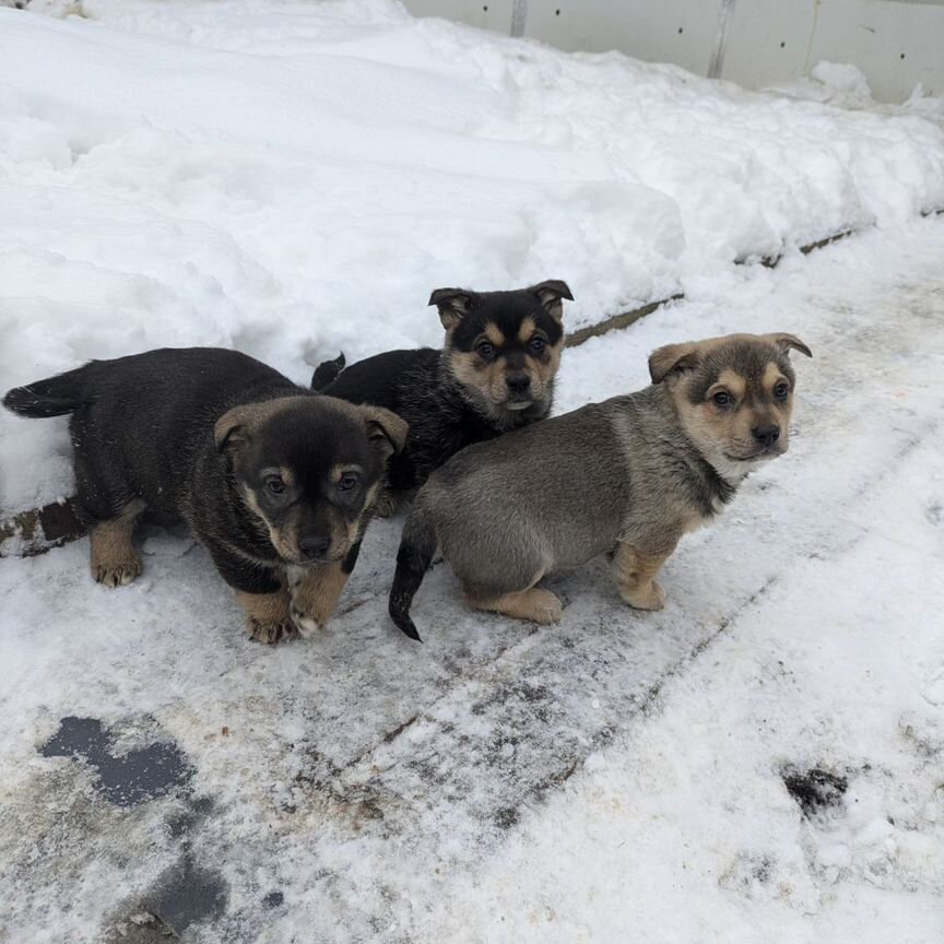 Щенки низкорослые