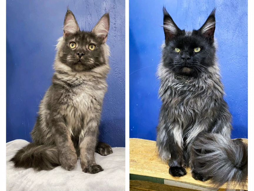 Дымные котики мейн кун