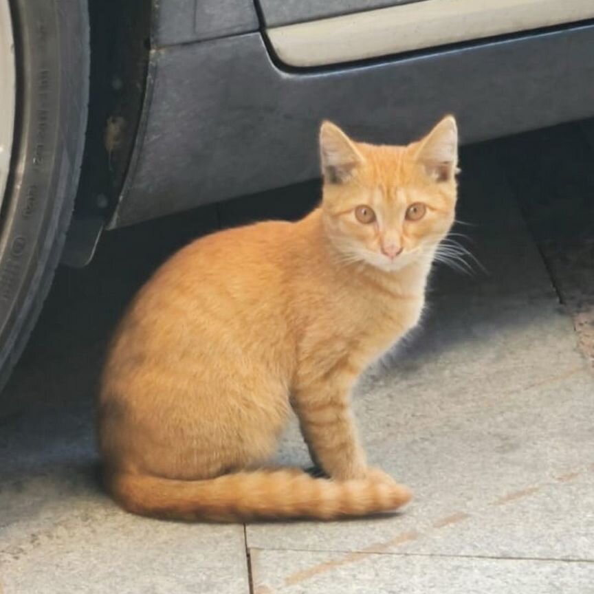 Рыжий котенок живет на парковке