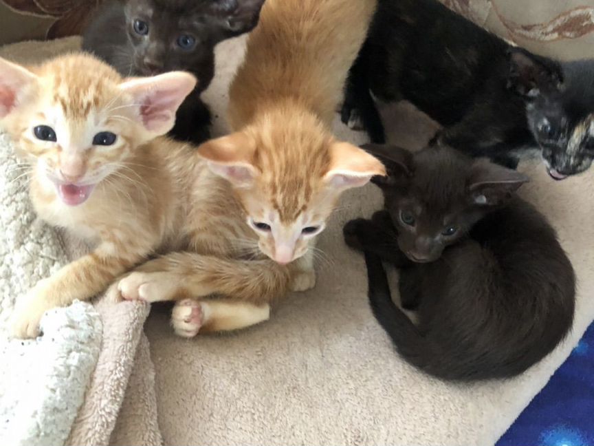 Ориентальные котята