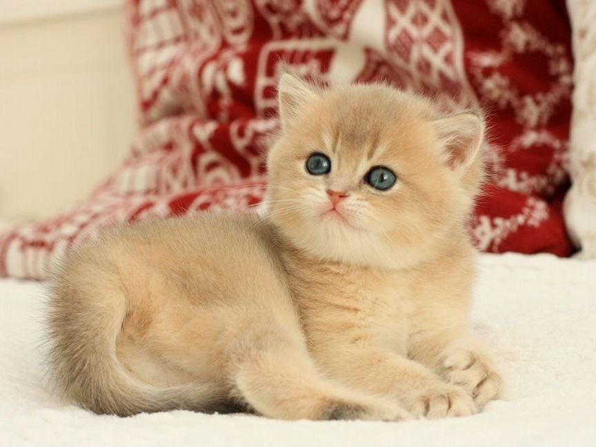 Котенок британская шиншилла
