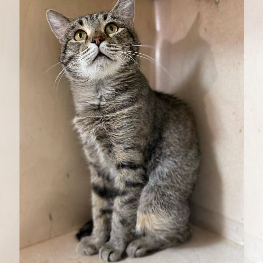 Котик Садко в поиске дома