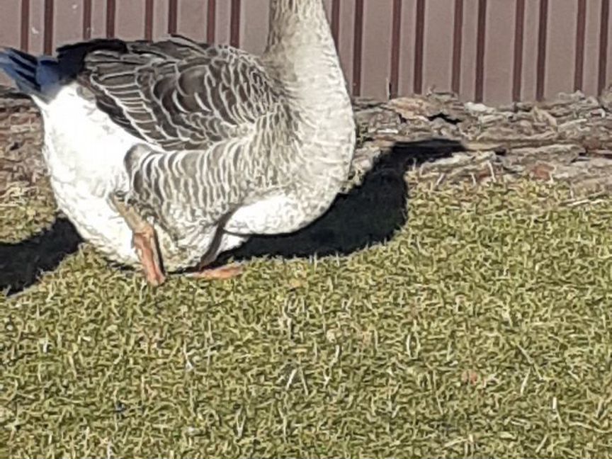 Тулузкие гуси