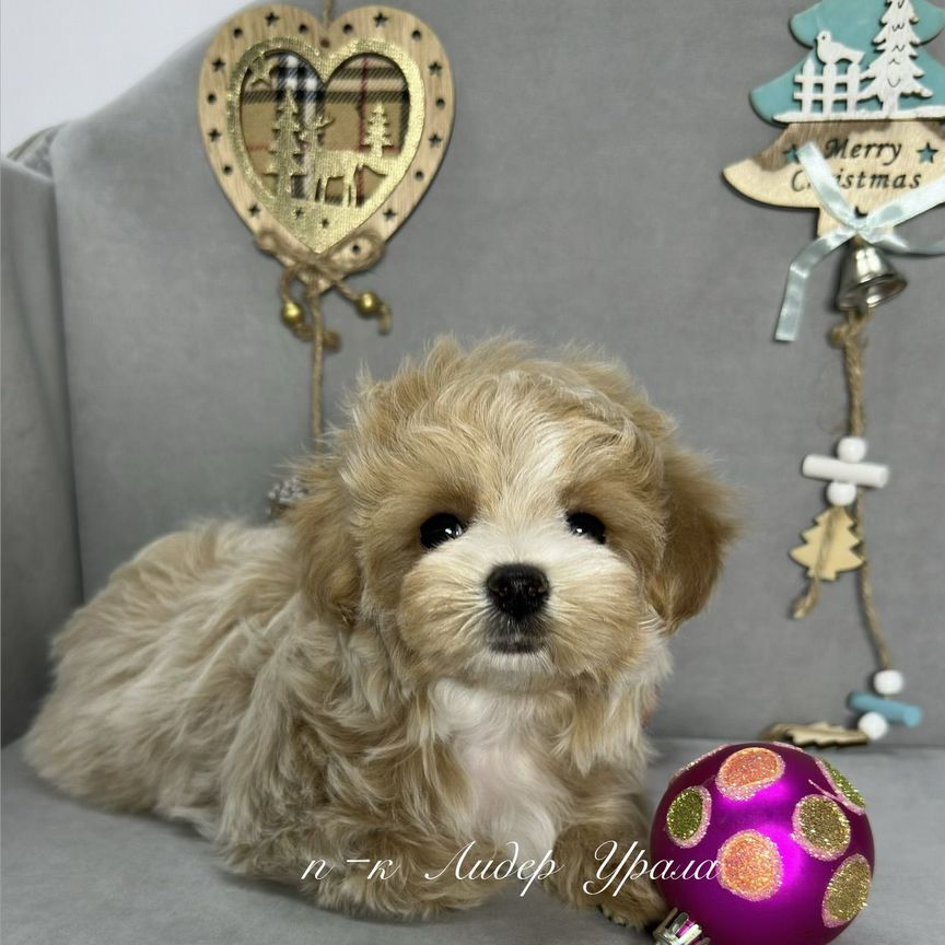 Мальтипу, щенок