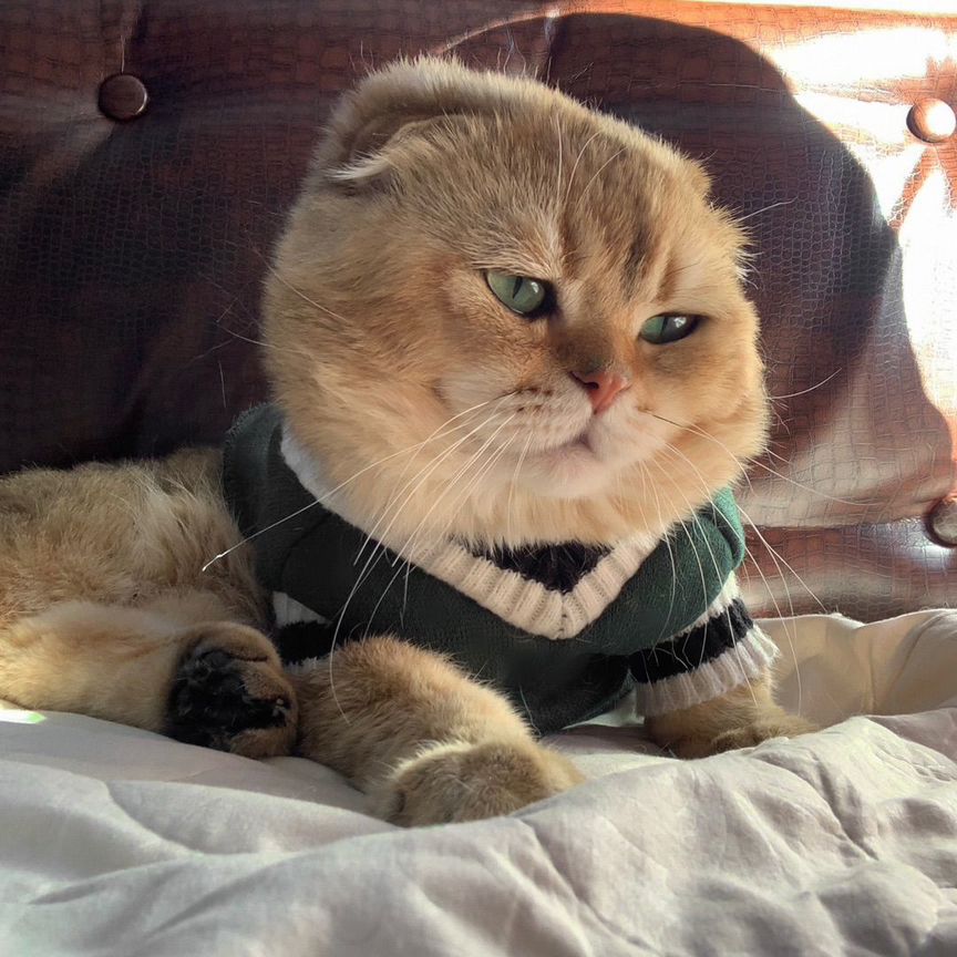 Шотландские котята