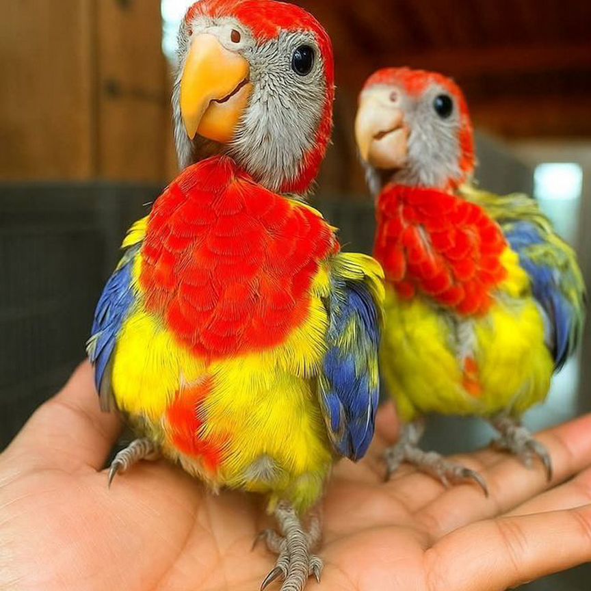 Попугай выкормыш ручной