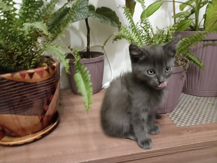 Котенок